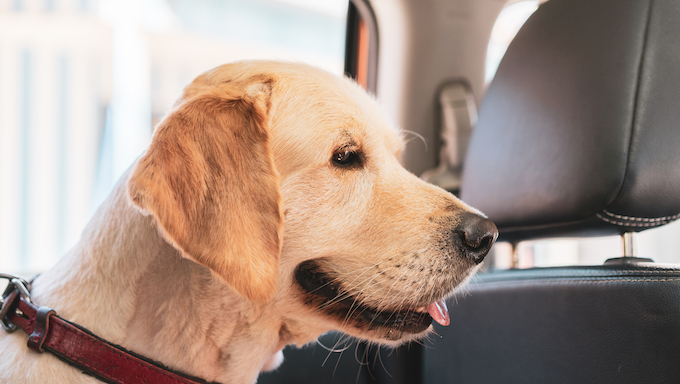 Get to Know Dogxi, the New Taxi Service for Dogs