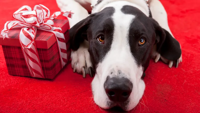 The Ultimate Last-Minute Holiday Gift Guide for the Dog Parent in Your Life
