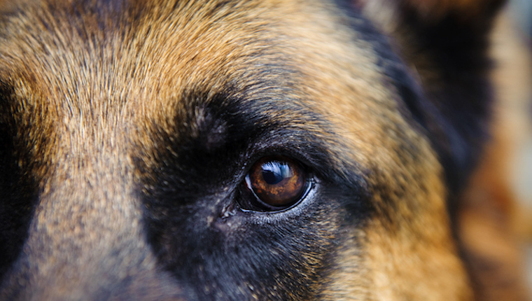 Iris Bombe in Dogs: Symptoms, Causes, & Treatments - DogTime