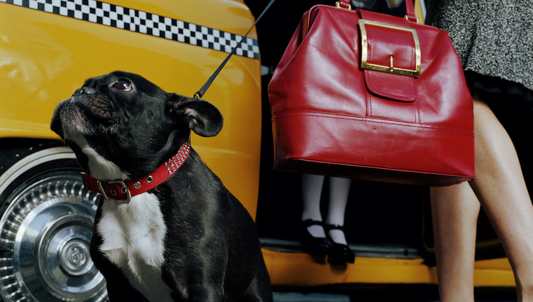 Get to Know Dogxi, the New Taxi Service for Dogs