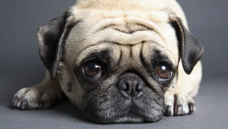 RIP Noodle: Pug Known for 'Bones or No Bones' Predictions Dies at 14
