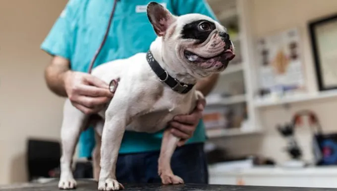 Apudoma in Dogs: Symptoms, Causes, & Treatments - DogTime