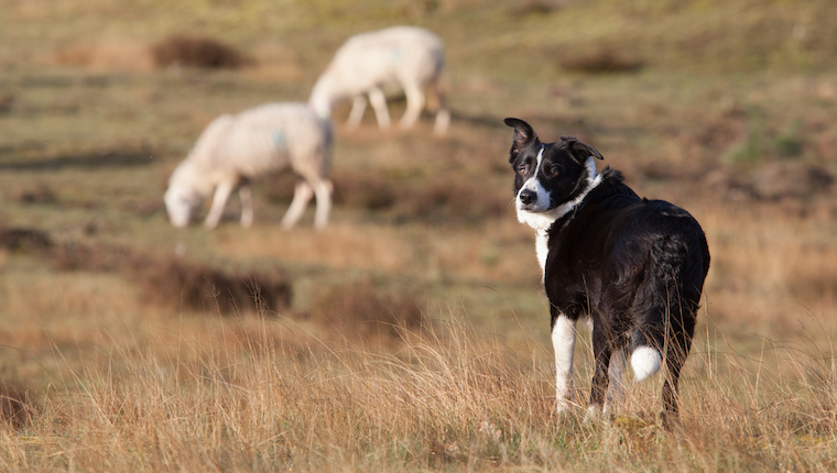 Georgia Sheepdog Fights, Kills 8 Coyotes - DogTime