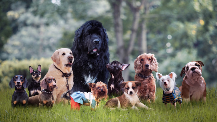 Study Builds Dog Behavior ‘Map’, Uncovers Genetic Lineages - DogTime