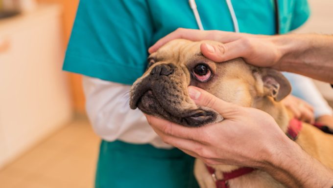 Key-Gaskell Syndrome in Dogs: Symptoms, Causes, & Treatments - DogTime