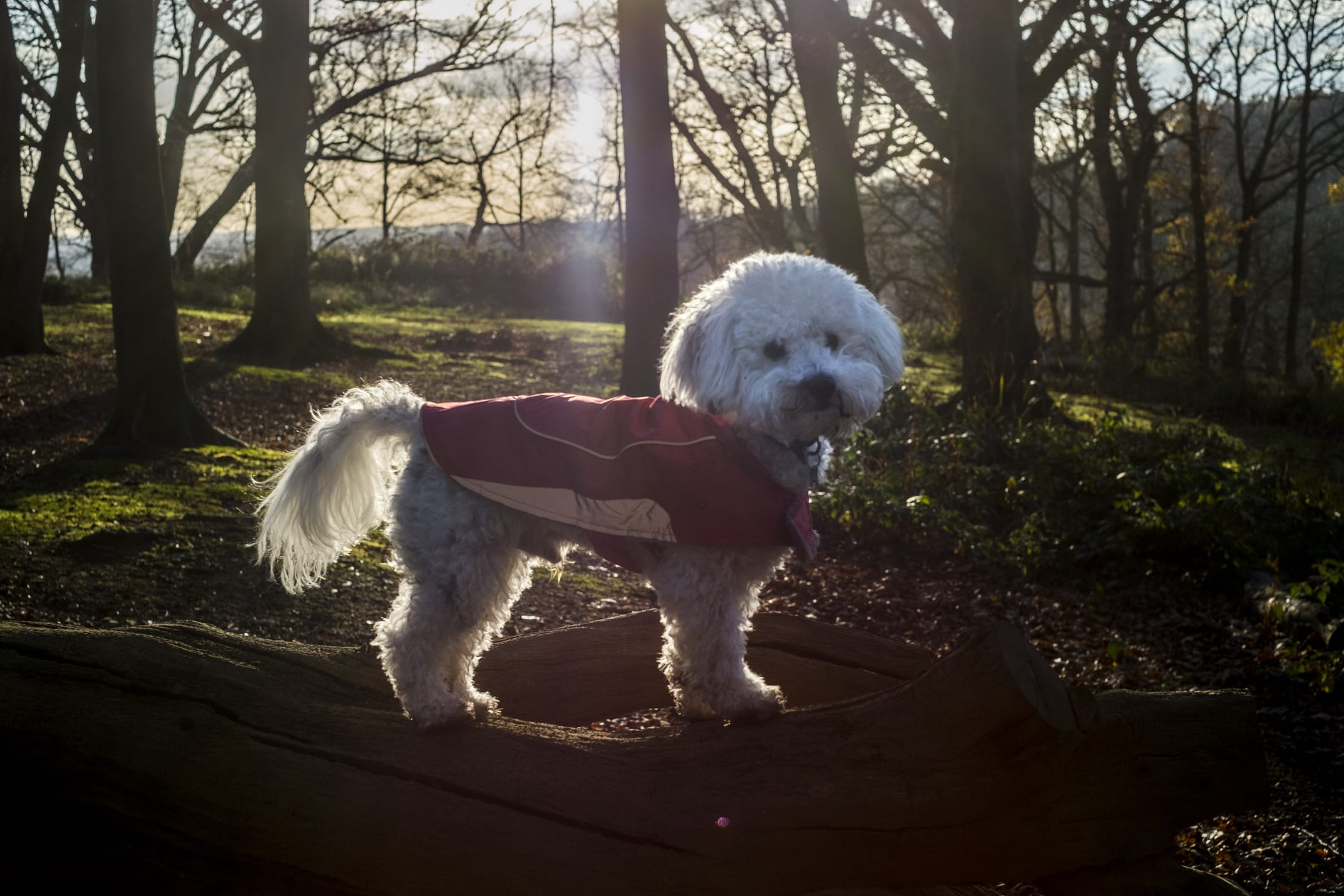 Bolonoodle Dog Breed Information & Characteristics