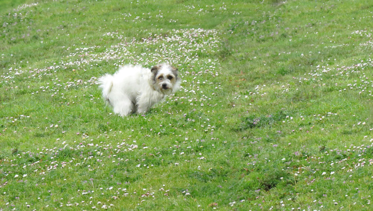 White Dog Poop: Is It Bad and Where Does It Come From? - DogTime