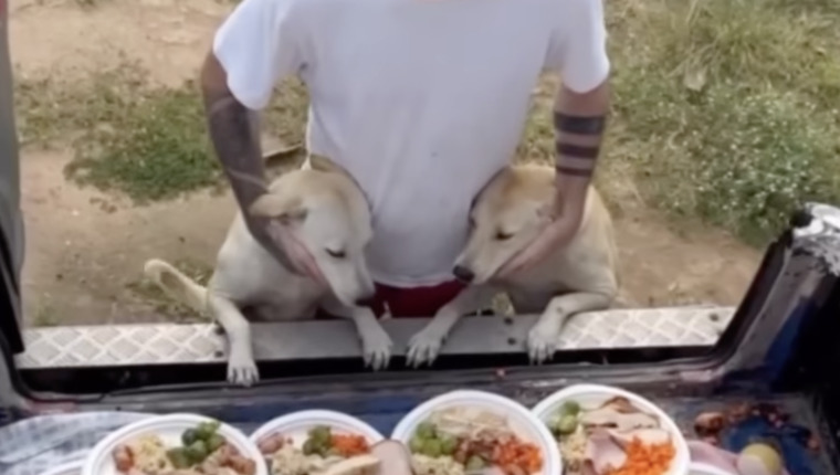 Man in Thailand Cooks Christmas Feast for Street Dogs - DogTime