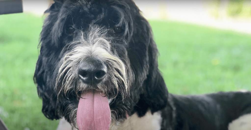 Newfypoo Dog Breed Information & Characteristics