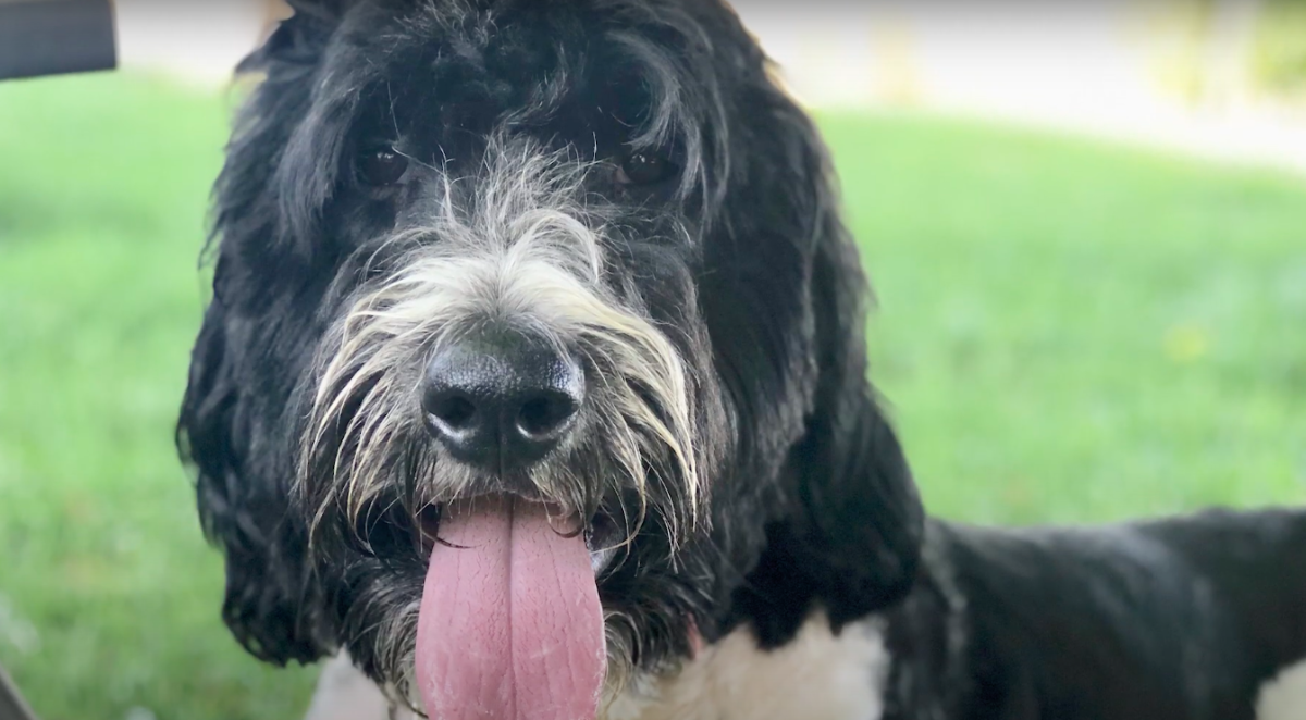 Newfypoo Dog Breed Information & Characteristics