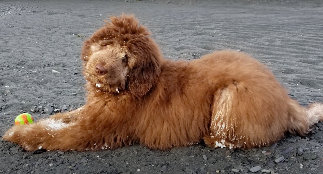 Newfypoo Dog Breed Information & Characteristics