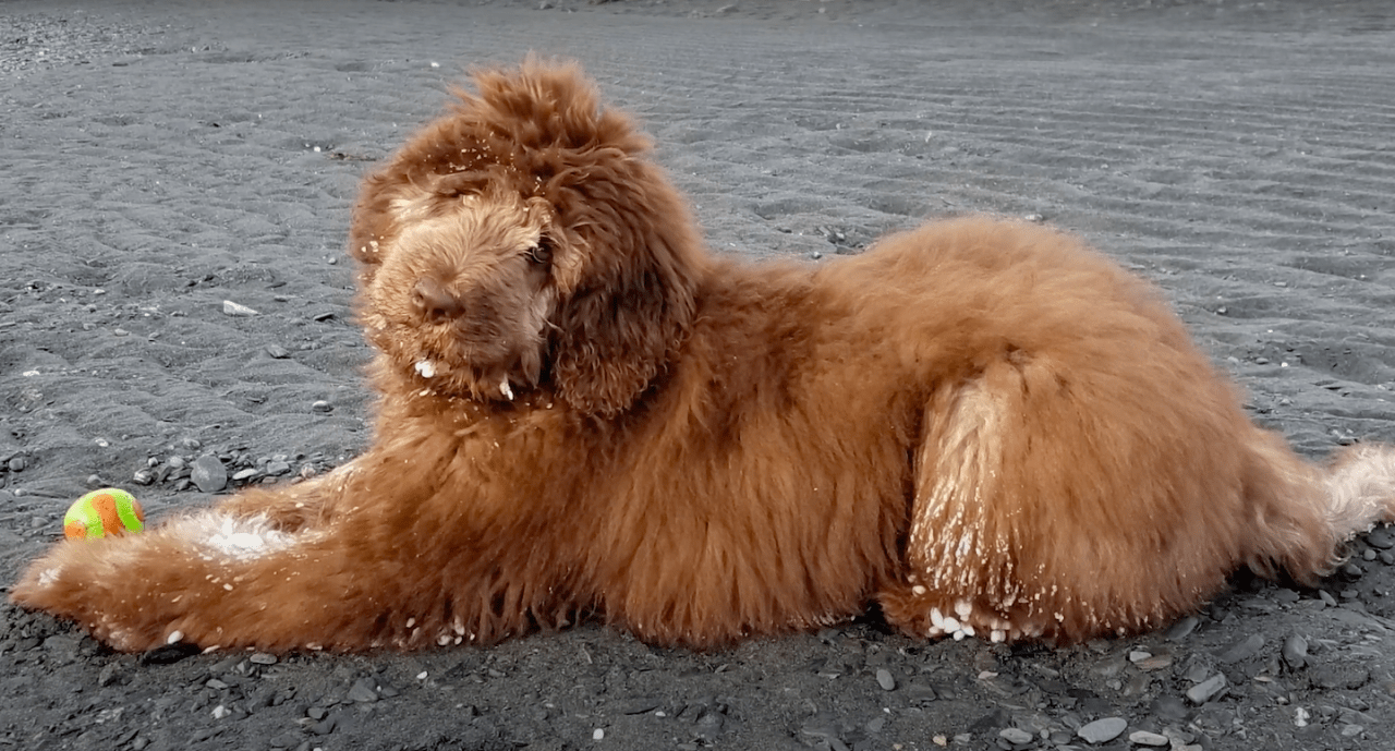 Newfypoo Dog Breed Information & Characteristics