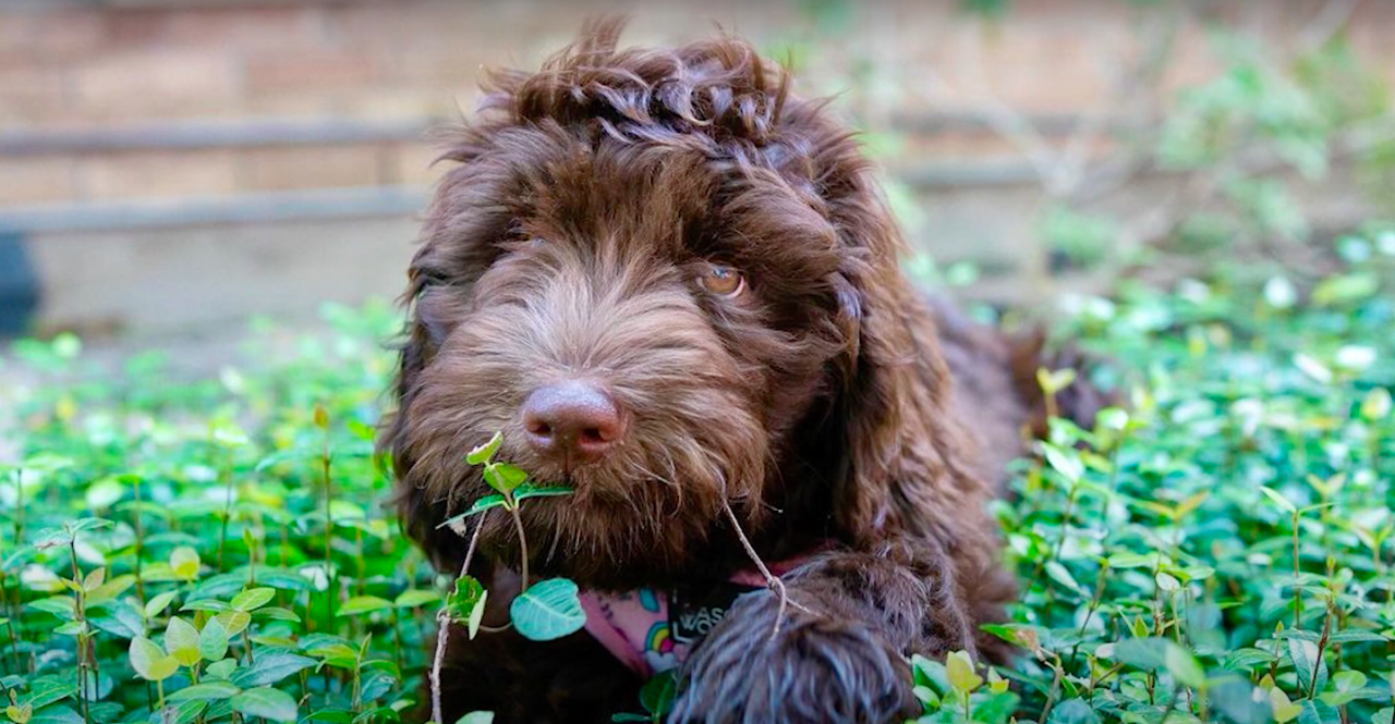 Newfypoo Dog Breed Information & Characteristics