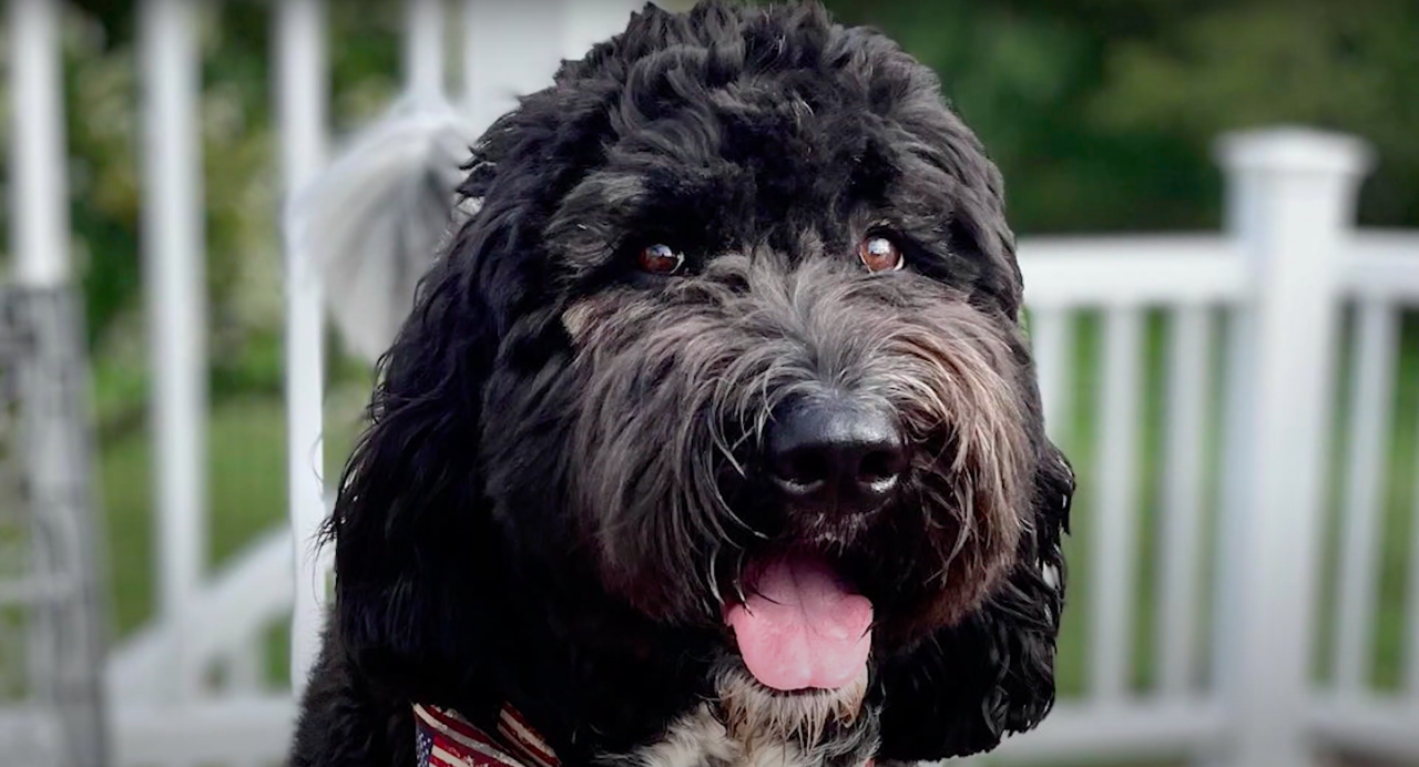 Newfypoo Dog Breed Information & Characteristics