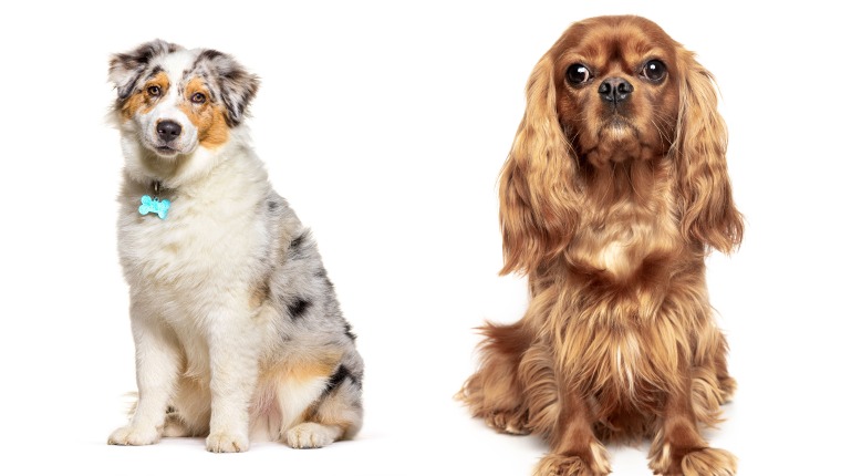 Cocker Spaniel Australian Shepherd Mix Puppies