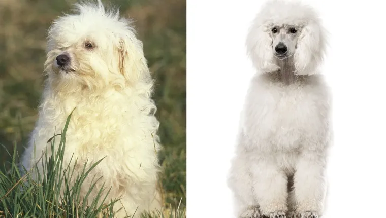 Bolonoodle Dog Breed Pictures, Characteristics, and Facts