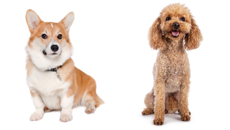 Corgipoo: Dog Breed Information and Characteristics