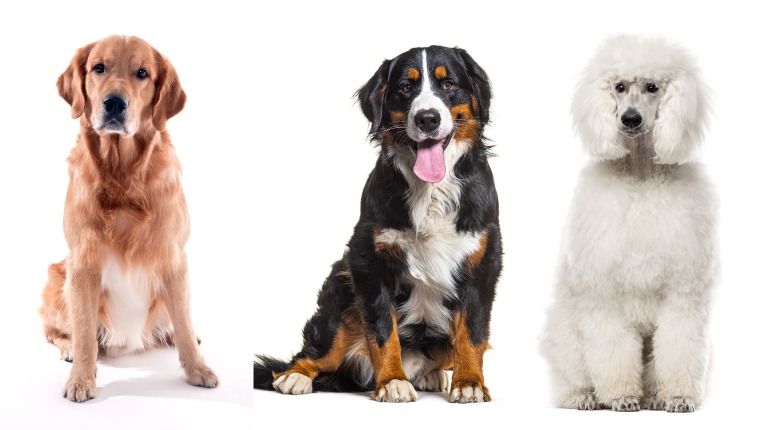 Can A American Bulldog And A Bernese Mountain Dog Be Friends