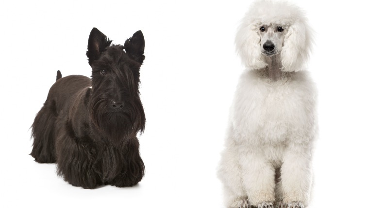 Scoodle Dog Breed Pictures, Characteristics, and Facts