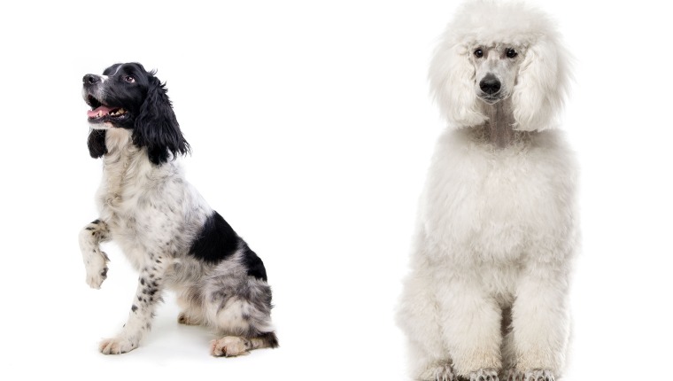 Springerdoodle Dog Breed Information, Characteristics, and Facts