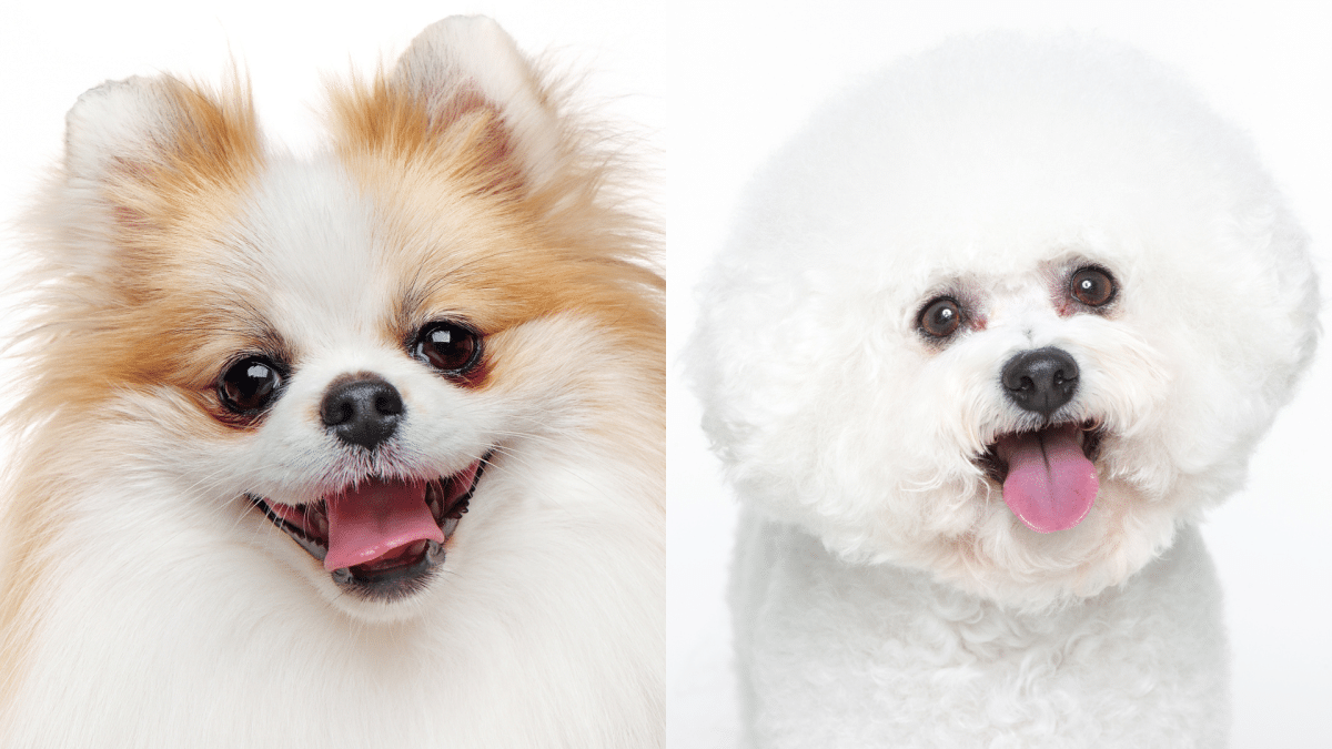 Bichonaranian Dog Breed Information & Characteristics