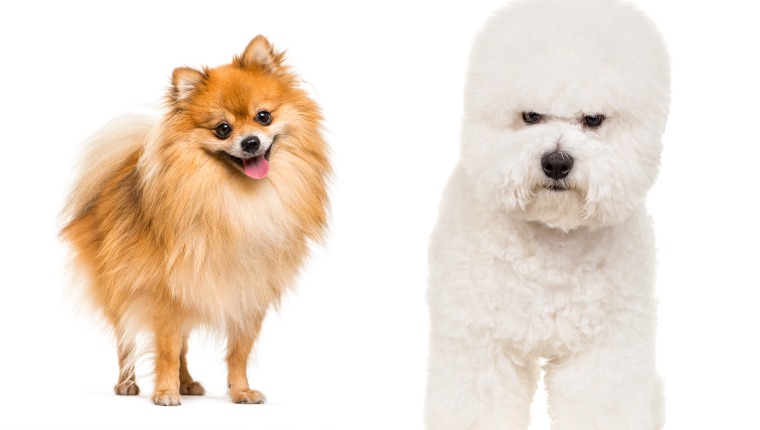 Bichonaranian Dog Breed Pictures, Characteristics, and Facts