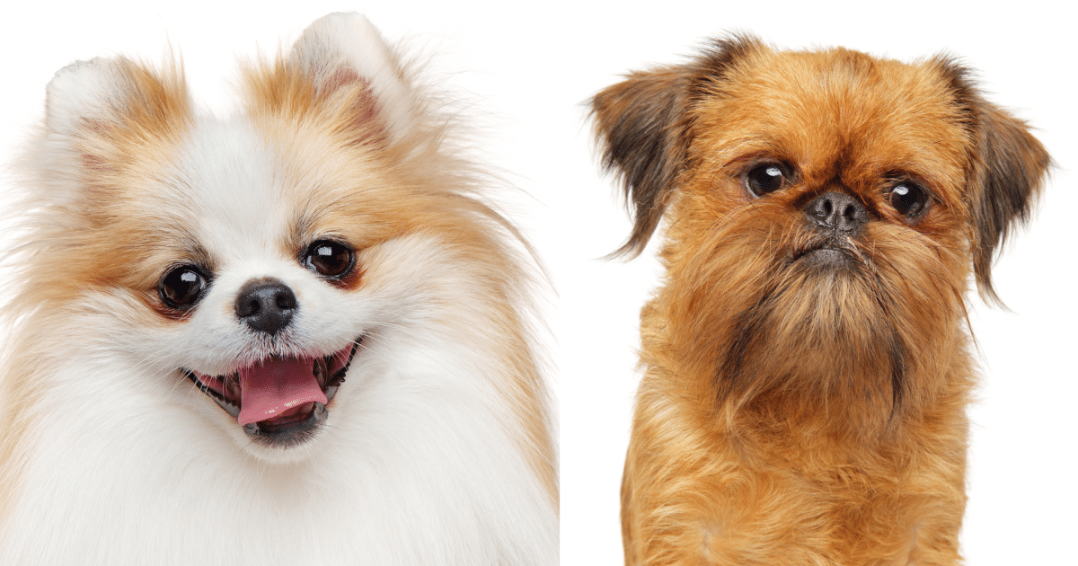 Brusselranian Dog Breed Information & Characteristics