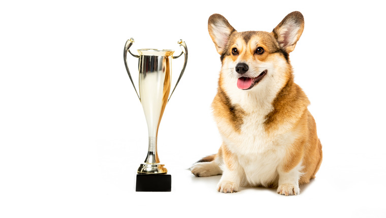 'Dog of the Year' Contest Raises $30k For Assistance Dogs - DogTime