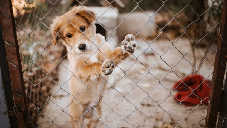 Tennessee Police Find 77 Neglected Dogs Living in Abandoned Home