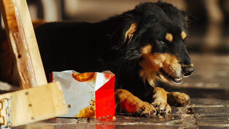 A Volunteer Group Is Using Fried Chicken to Rescue Dogs - DogTime