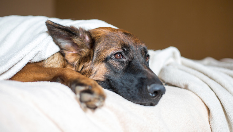 Dysautonomia: A Rare Disease Plaguing Dogs in the Midwest - DogTime