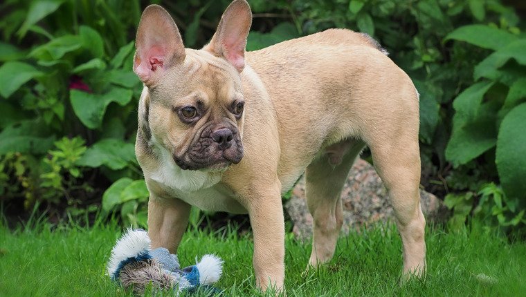 Adoptable Dog Advertised as 'Fire-Breathing Demon" - DogTime
