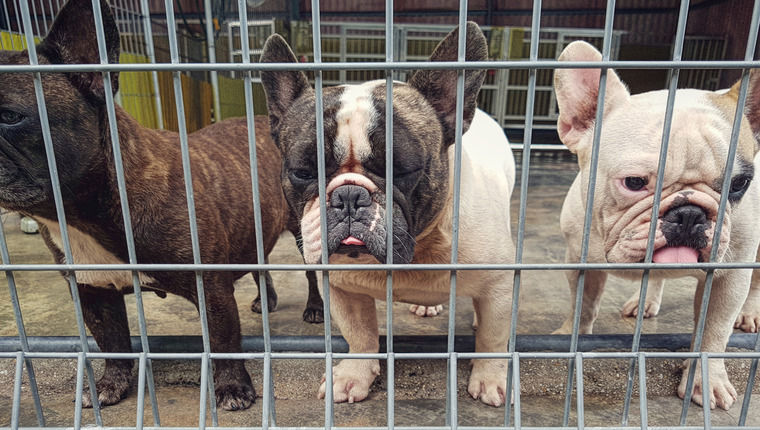 Uncovering Extreme Dog Breeding in the UK - DogTime