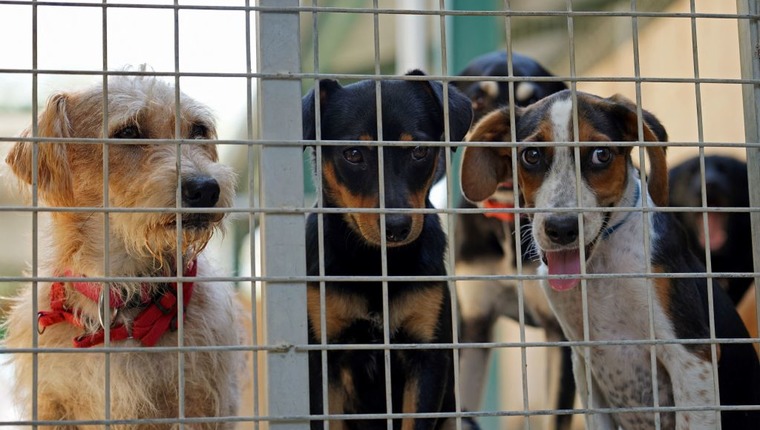 27 Mistreated Dogs Rescued in Missouri - DogTime