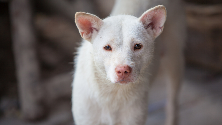 Xiasi Dog Breed Information and Characteristics