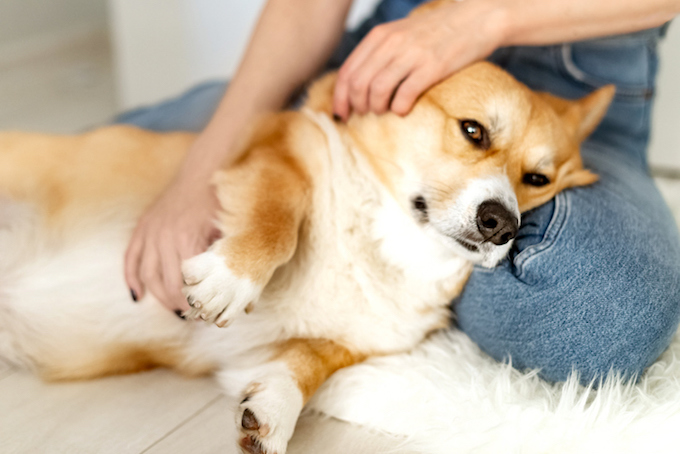 Kneecap Dislocation in Dogs: Symptoms, Causes, & Treatments - DogTime