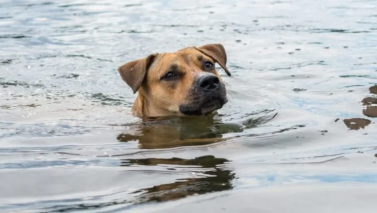 US Coast Guard Rescues Stray Dog from Freezing Detroit River