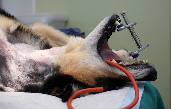 Lockjaw in Dogs: Symptoms, Causes, & Treatments - DogTime