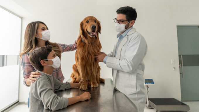 Low White Blood Cell Count in Dogs: Symptoms, Causes, & Treatments ...
