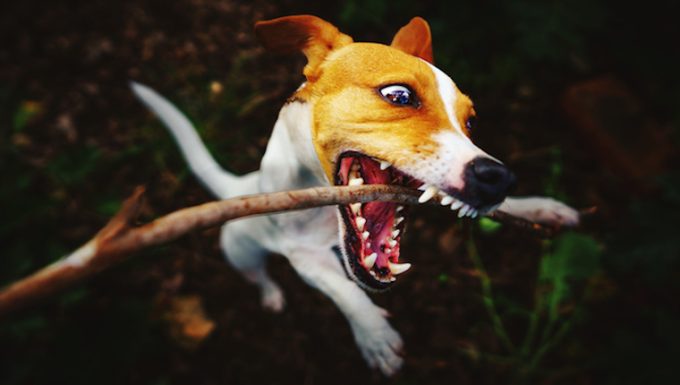 Lockjaw in Dogs: Symptoms, Causes, & Treatments - DogTime