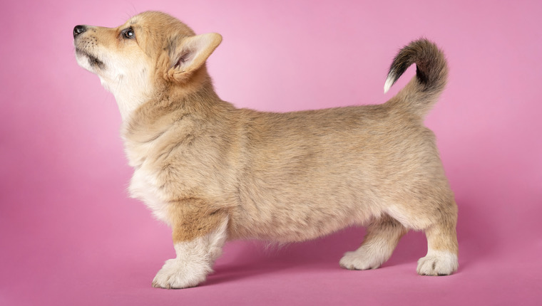 'Dog of the Year' Contest Raises $30k For Assistance Dogs - DogTime