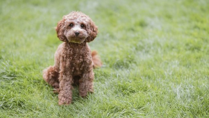 Bring Back Birdie: Alabama Woman Searching For Lost Cavapoo