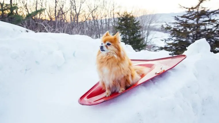 The Most Amazing Dog Videos of the Week 1-9-23 - DogTime