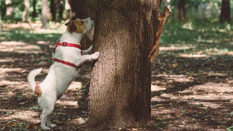 Dog Chasing Squirrel Rescued From Top of Tree in Idaho - DogTime