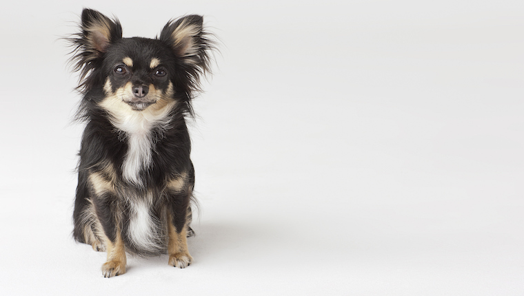 Small Dogs Who Do Well In Cold Weather