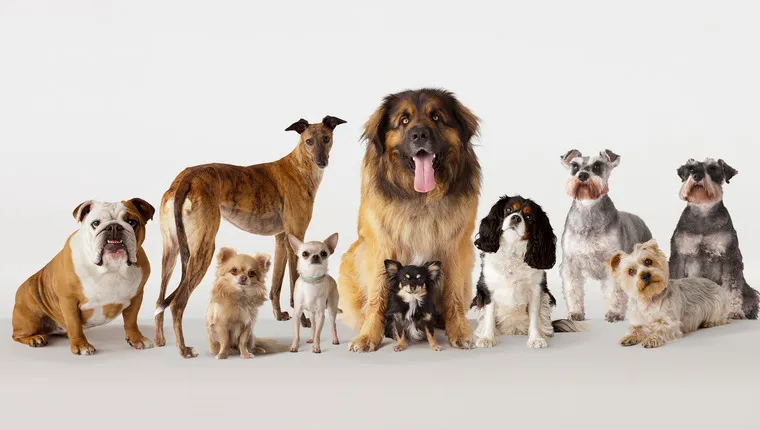 Study Compares Cognitive Traits Between Dog Breeds - DogTime