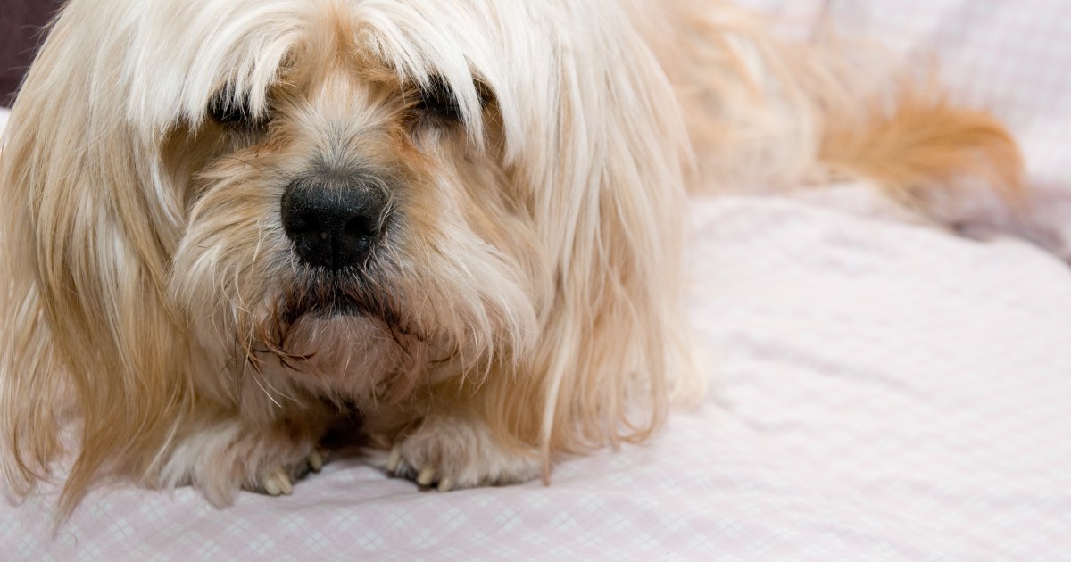 La Pom Dog Breed Information & Characteristics