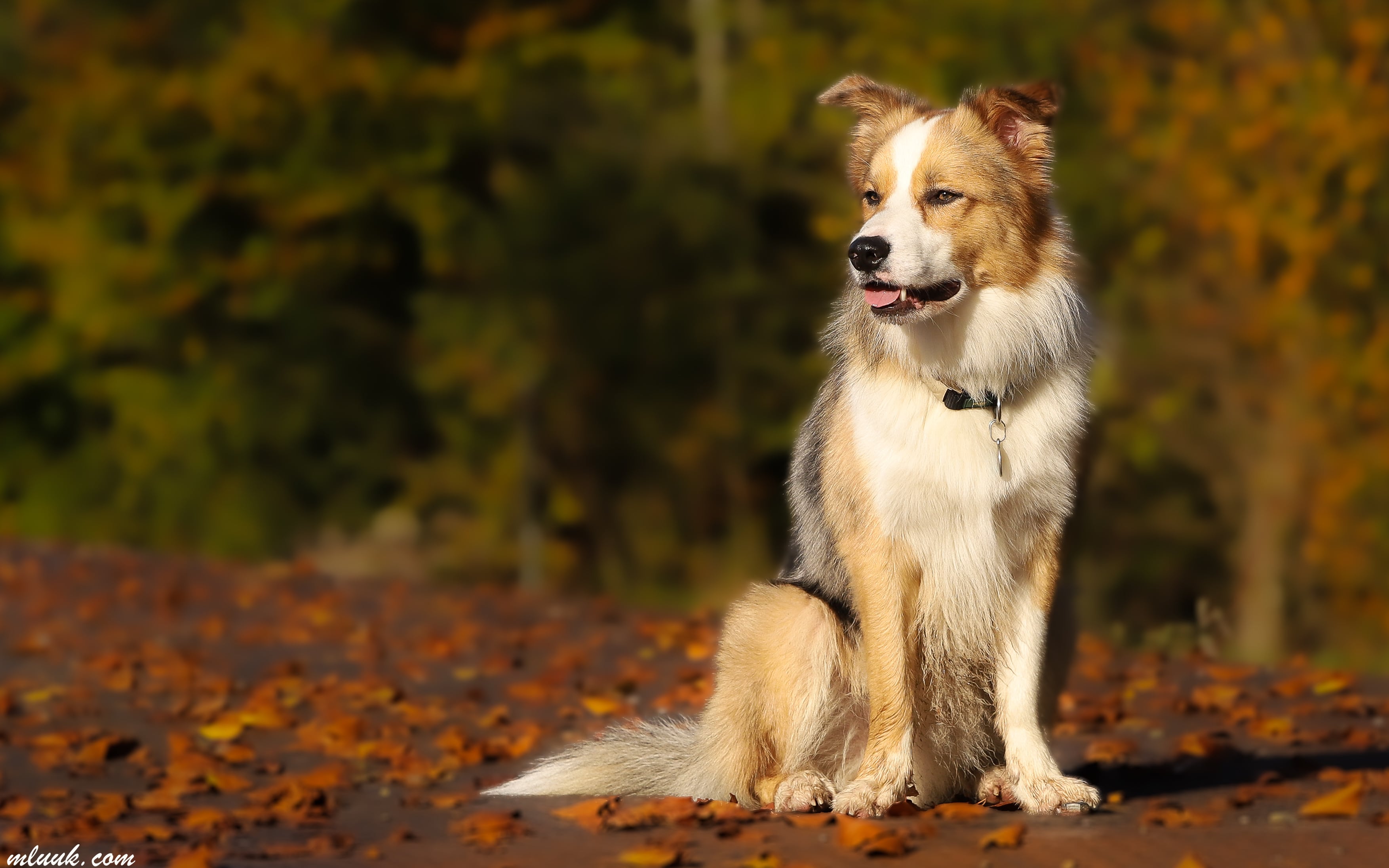 Border Aussie Dog Breed Information & Characteristics
