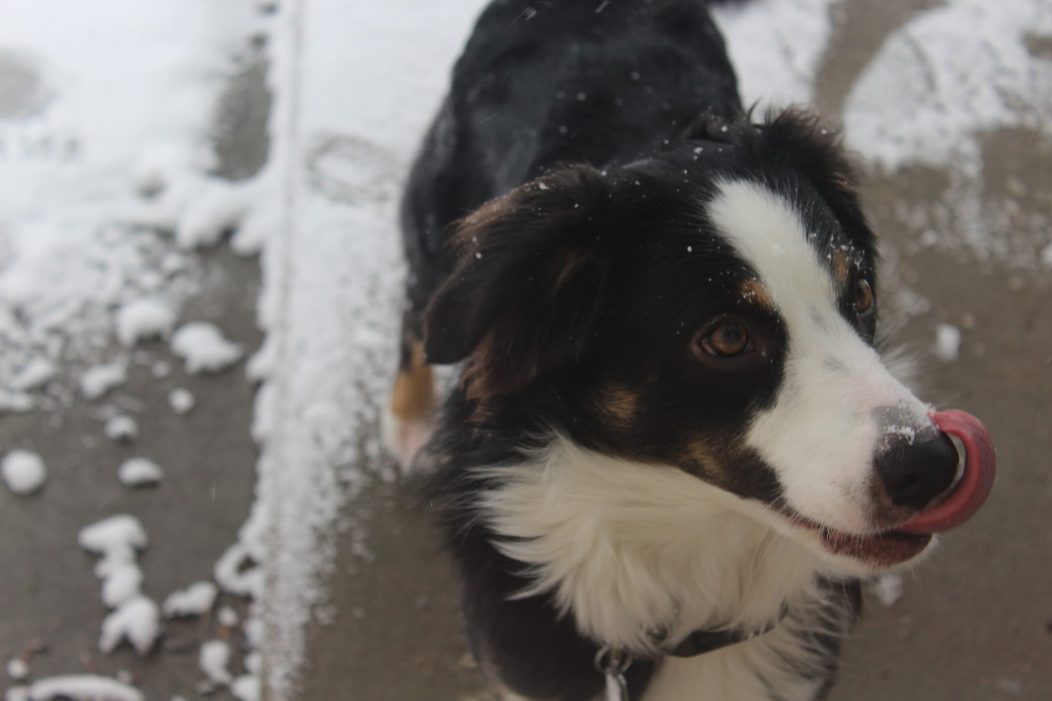 Border Aussie Dog Breed Information & Characteristics