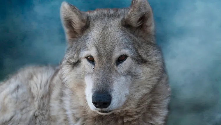 As Colorado Brings Back Wolves, Utah Faces Misinformation - DogTime